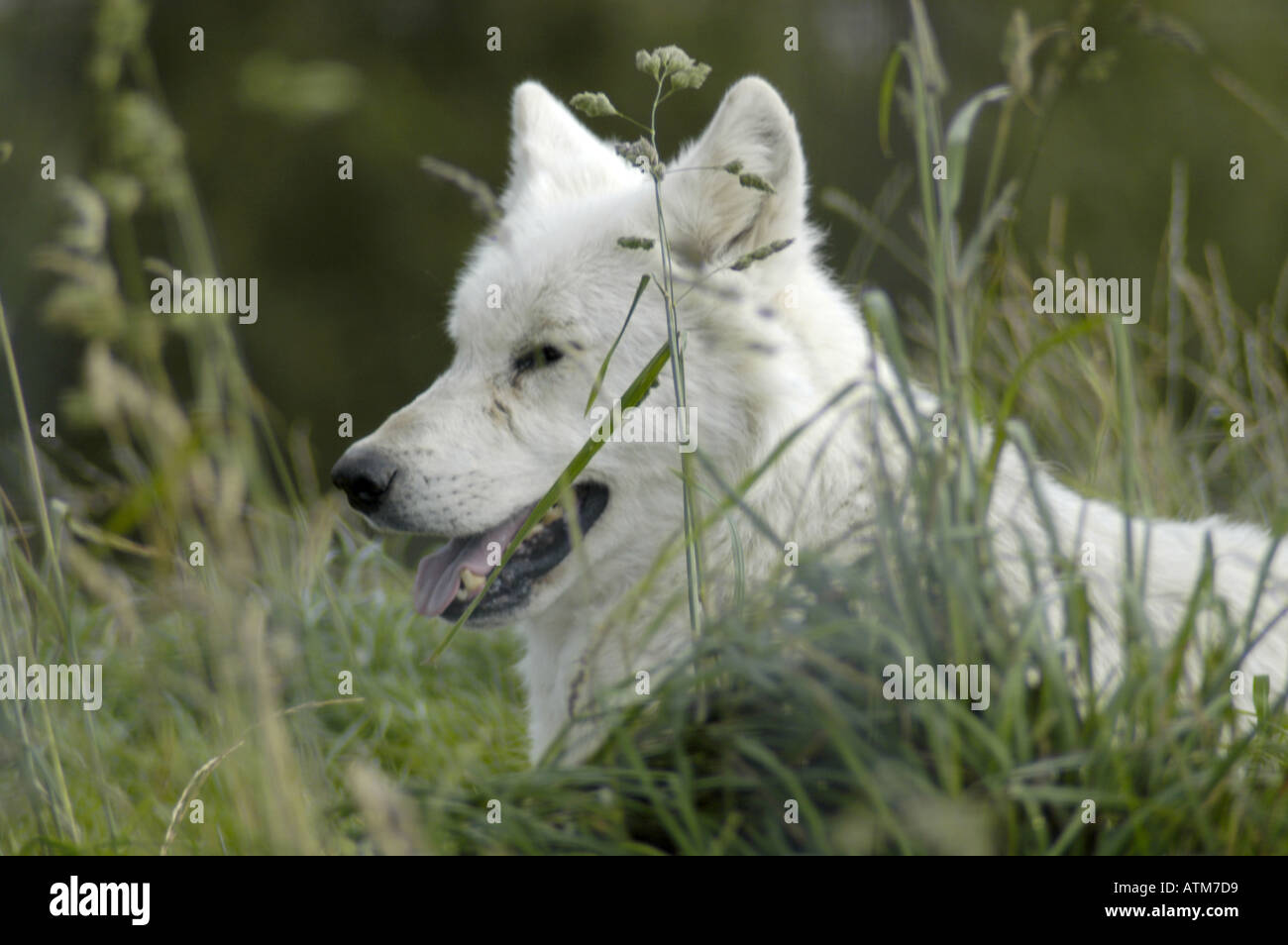 Wolf in scotland hi-res stock photography and images - Alamy