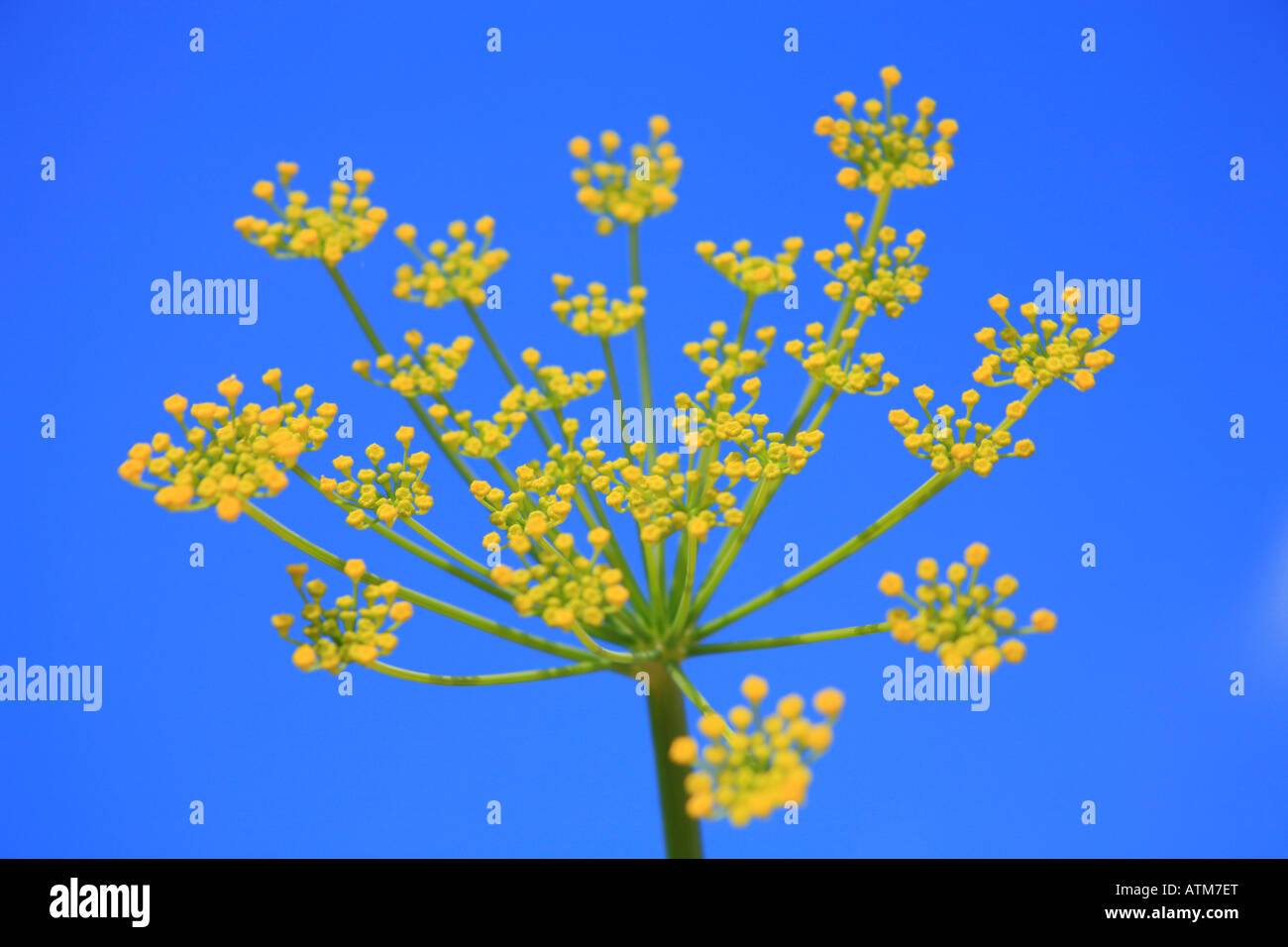 fennel flowers with blue background Stock Photo - Alamy