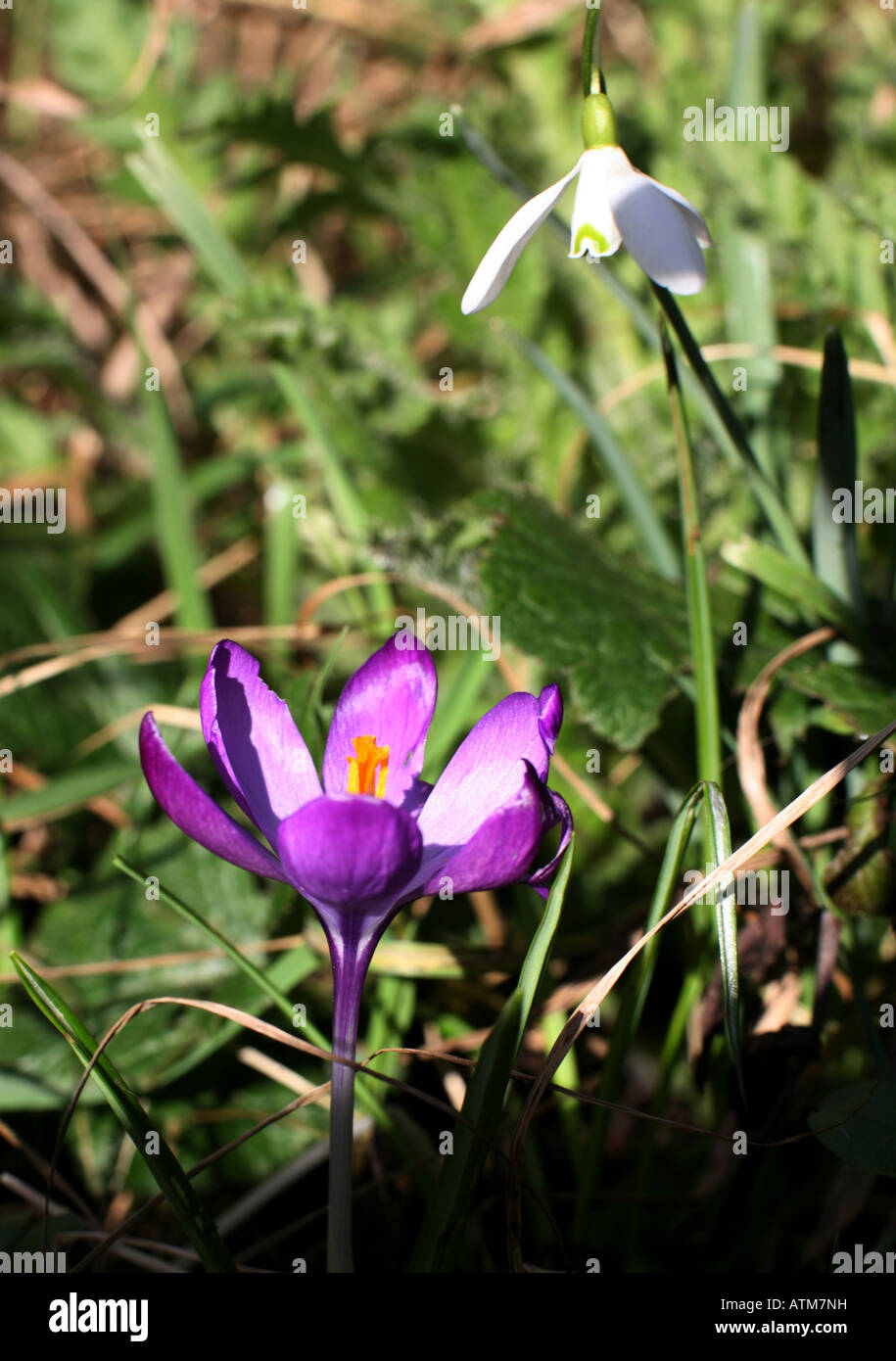 Snowdrop & Crocus Stock Photo - Alamy