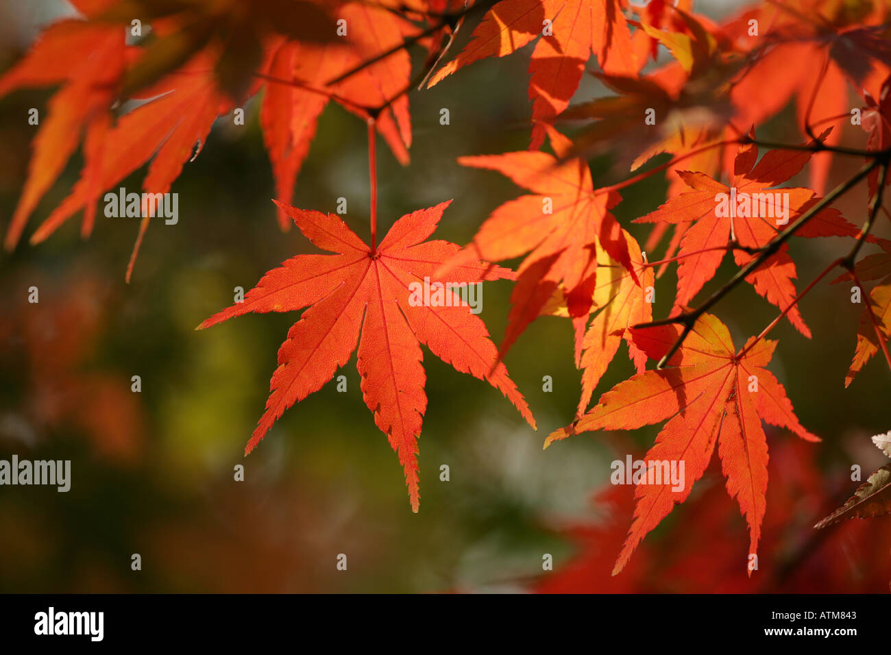 Stunning red maple leaves an iconic image of autumn fall Nara Japan ...