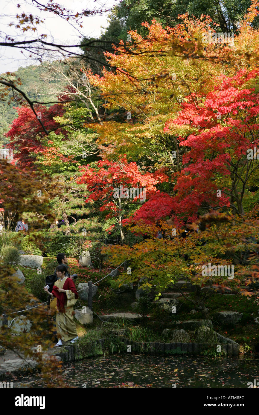 Bright red maple leaves in autumn fall over a traditional Japanese Zen ...