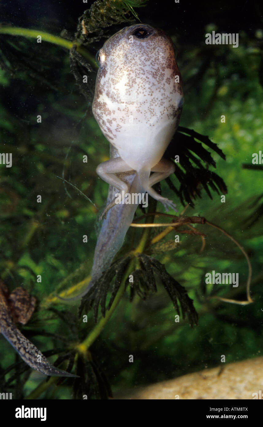 Todpole of Polypedates (Rhacophorus) leucomystax, Asian Flying Frog ...