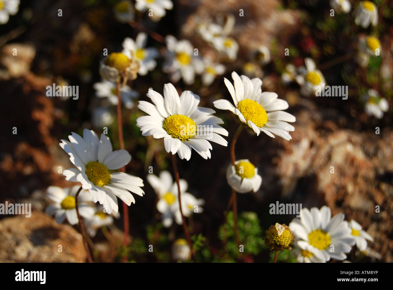 Daisies in Ithaca, Greece Stock Photo - Alamy