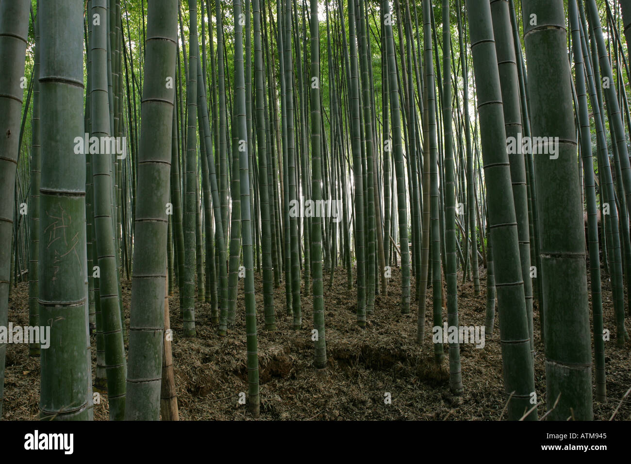 Lush green bamboo forest in Arashiyama park Kyoto Japan Asia Stock ...