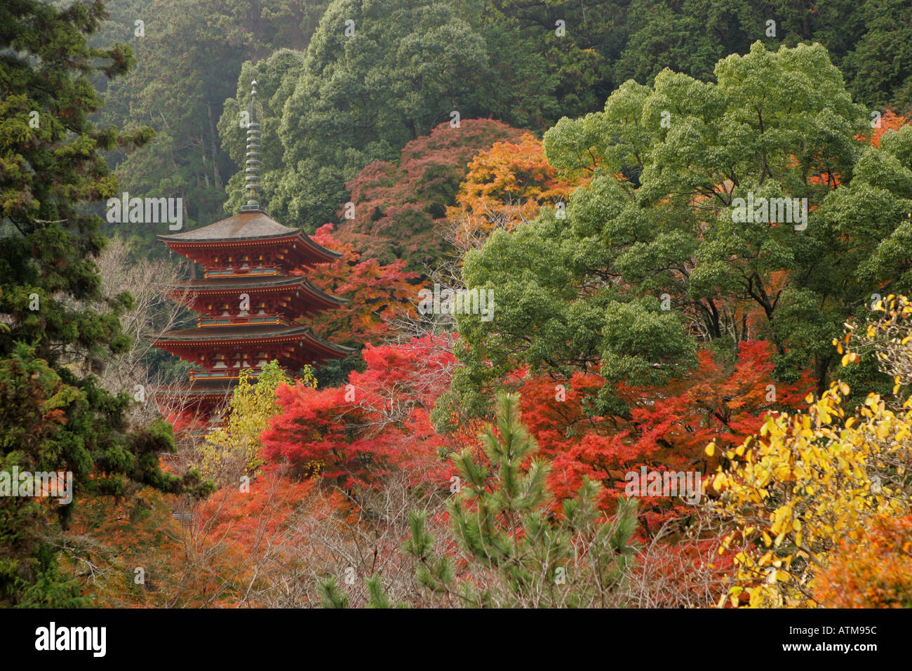 Iconic Japanese pagoda surrounded by vivid autumn fall colours at ...