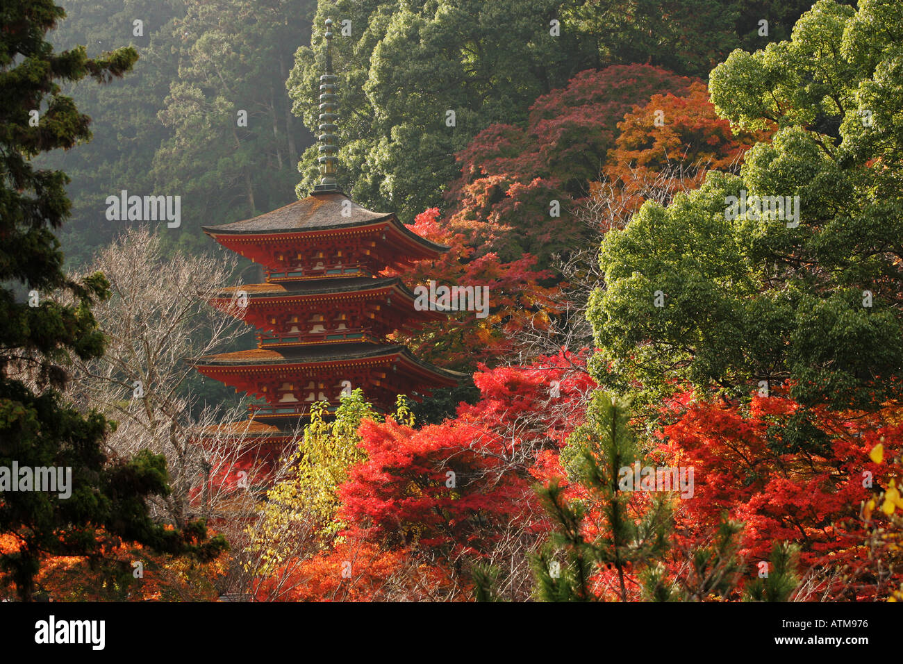 Autumn fall colours surround the pagoda at Hasedera temple Nara Japan ...