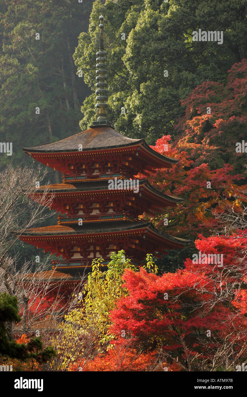 Iconic typical autumn fall colours surround the pagoda at Hasedera ...