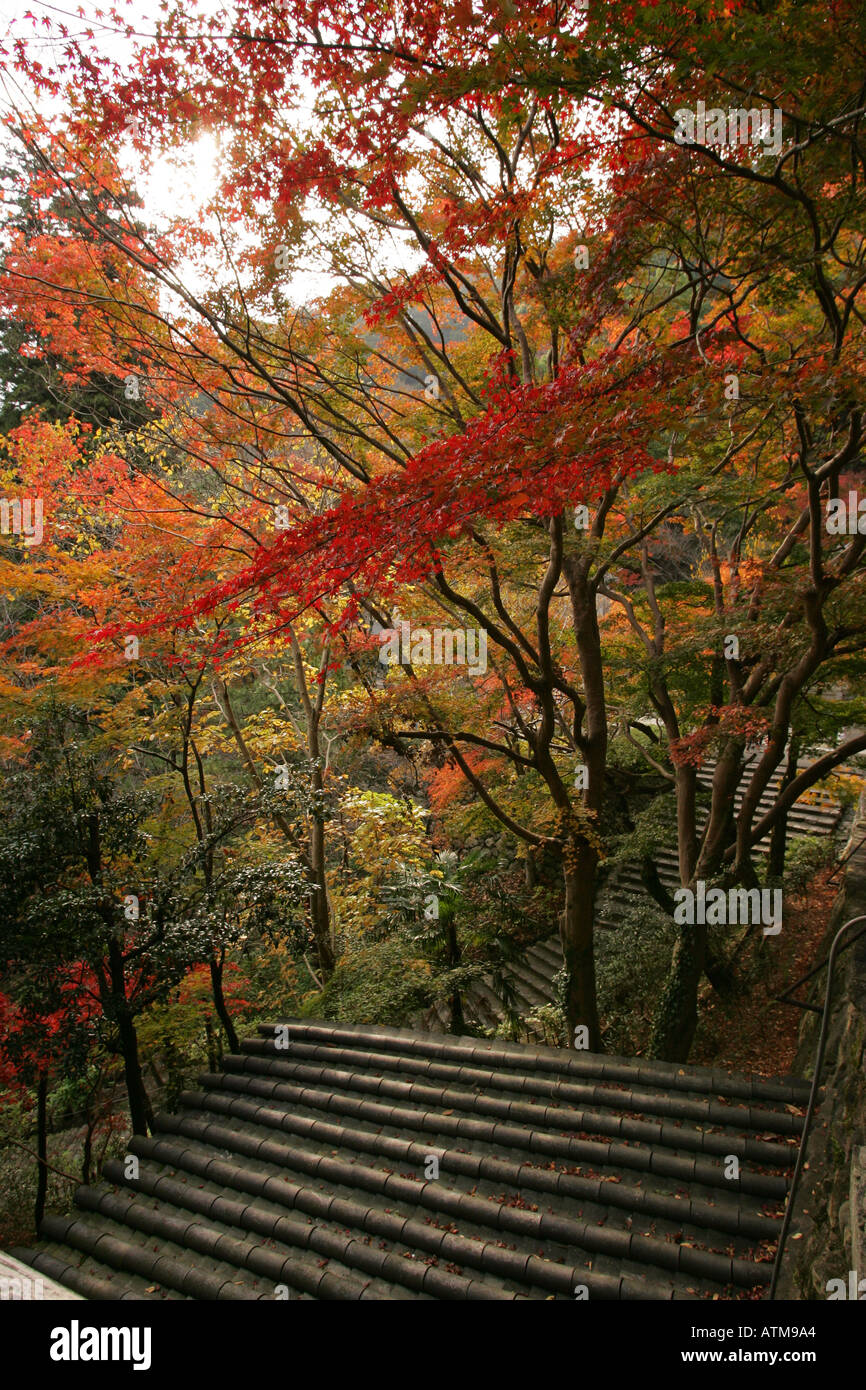 Iconic autumn fall view of Japan colours at Hasedera temple Nara Japan ...