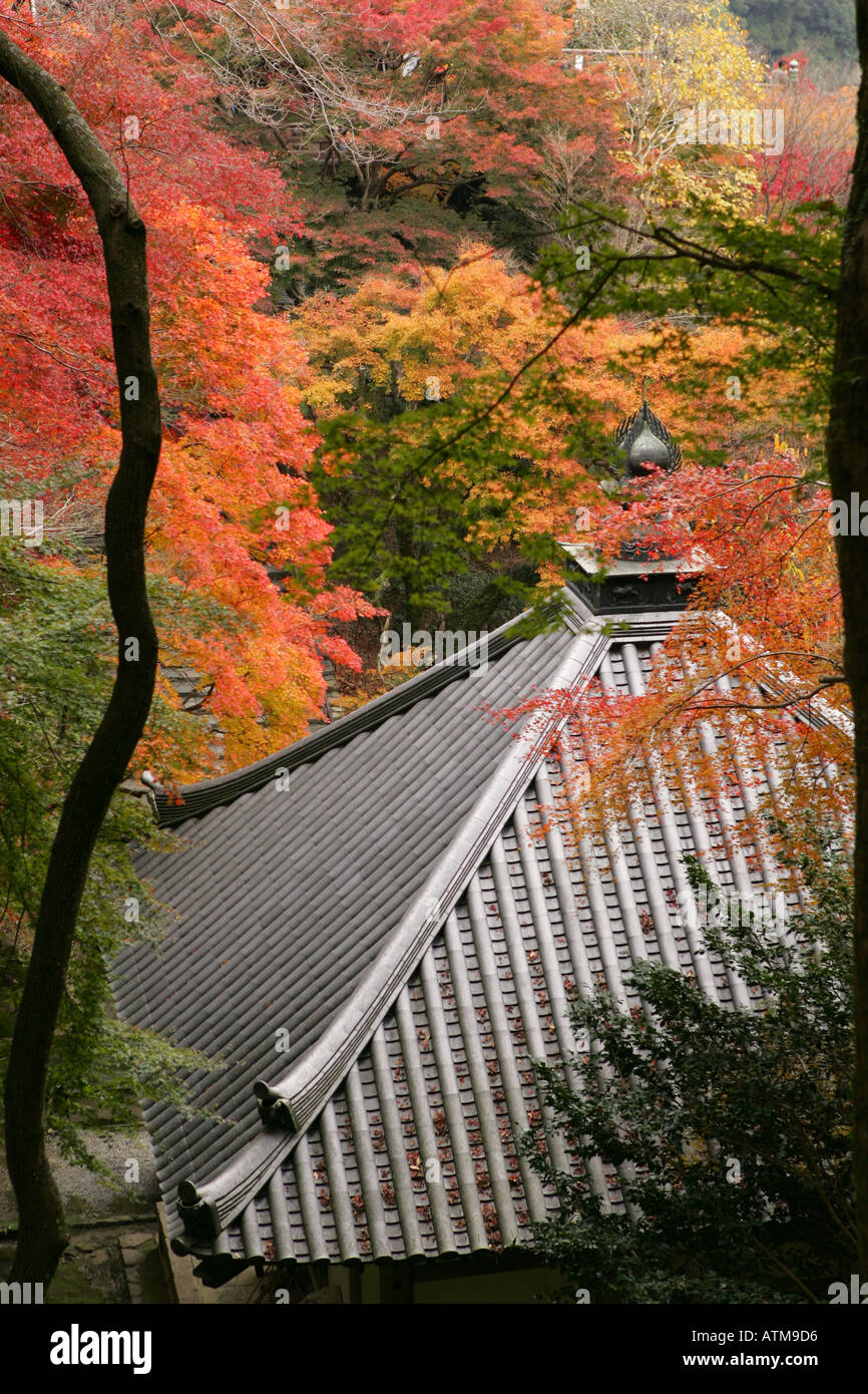 Autumn fall maple leaves obscure a traditional temple roof at Hasedera ...