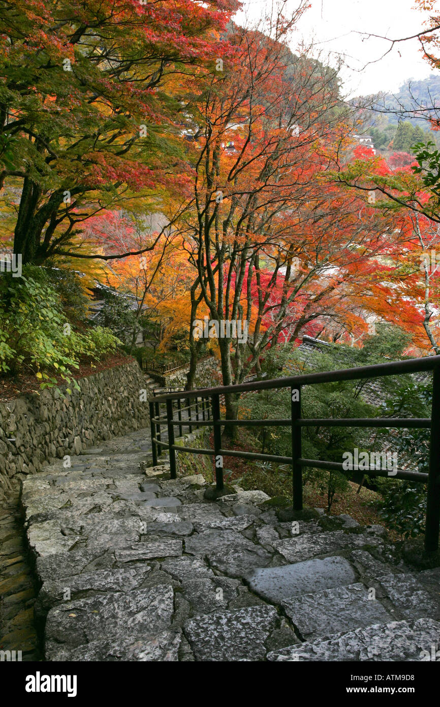 Autumn leaves overhang stone steps at Hasedera temple Nara Japan Asia ...