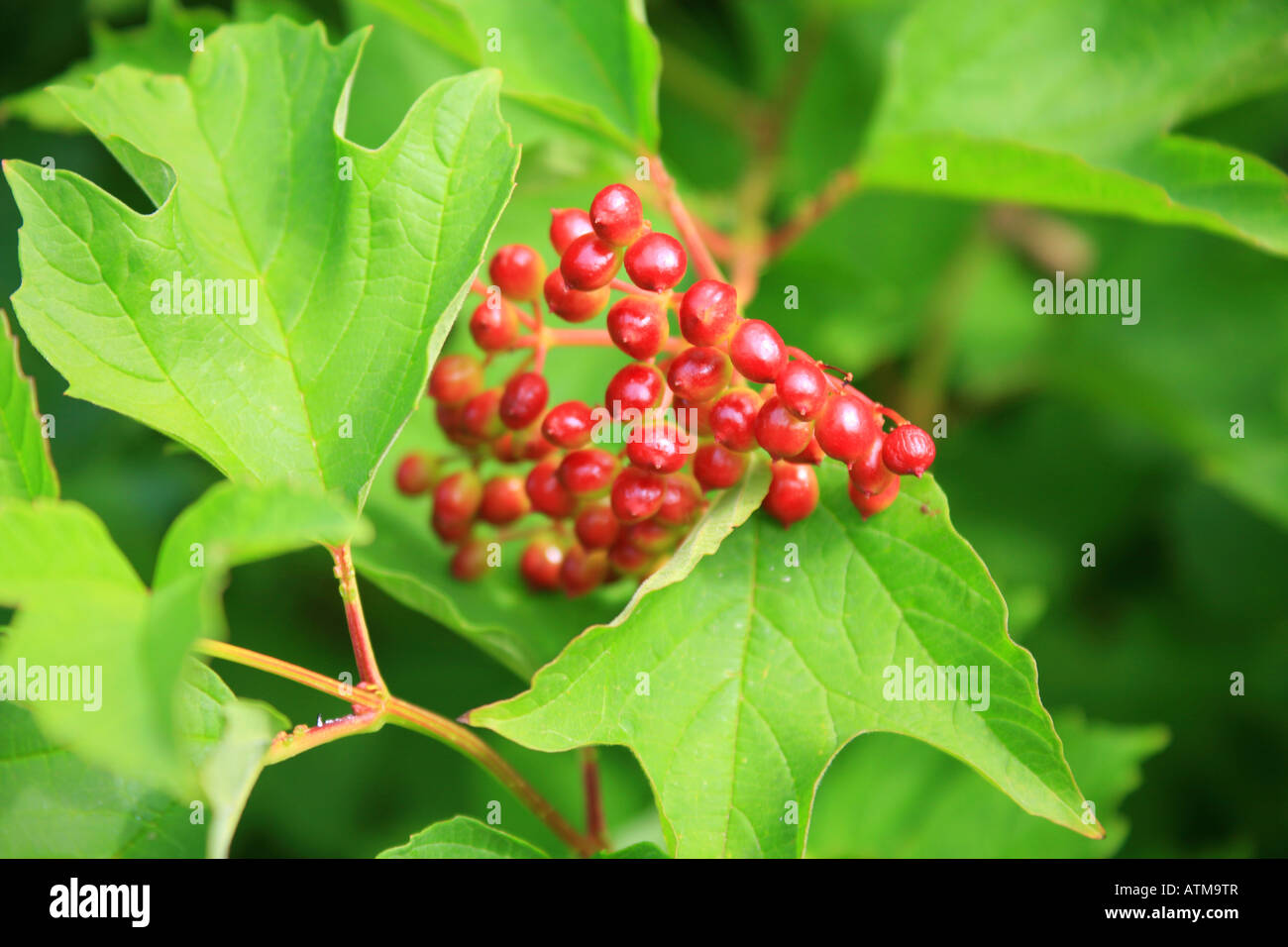 berries on wild plant, kent, England Stock Photo - Alamy