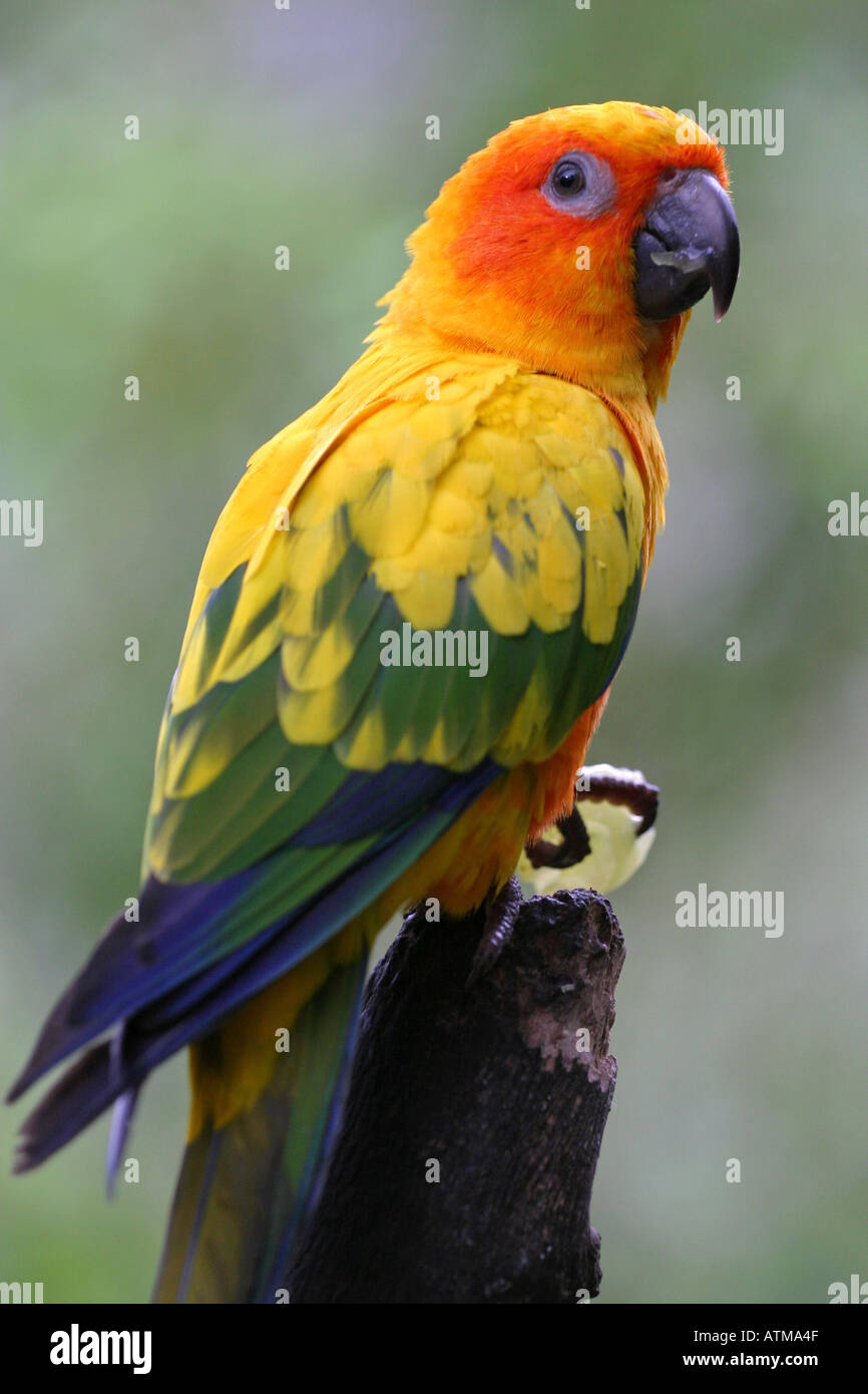 Native bird of Australia displays bright vibrant colours on it s perch ...