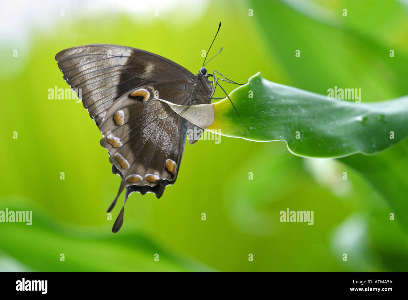 Colourful native butterfly of tropical Queensland Australia rests on a ...