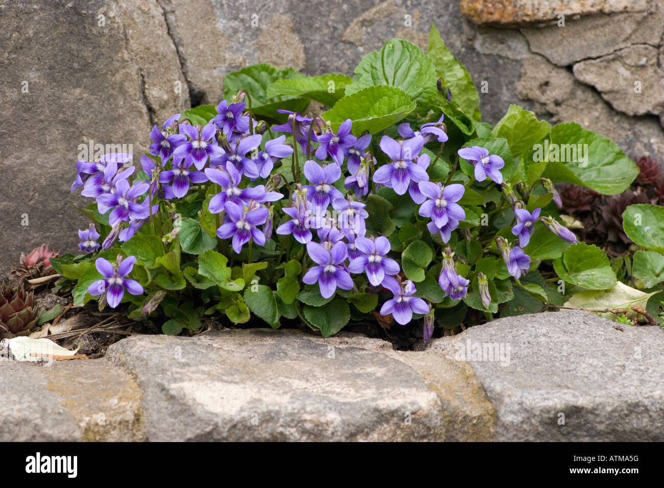 Violet flowers Viola riviniana close up Common dog violet Stock Photo ...