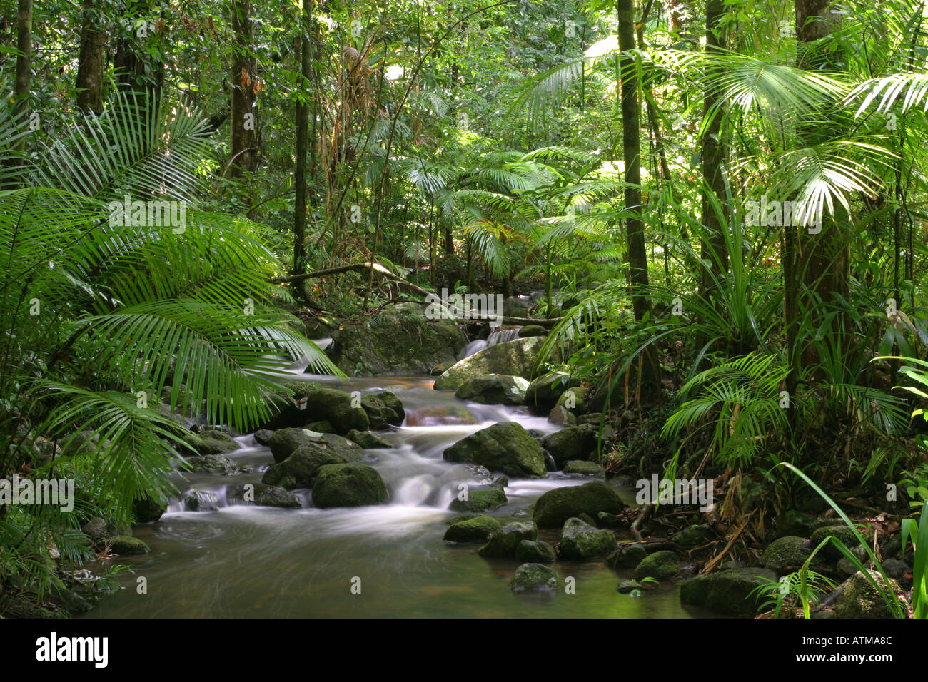 Iconic tropical rainforest stream in the famous Mossman Gorge near Port ...