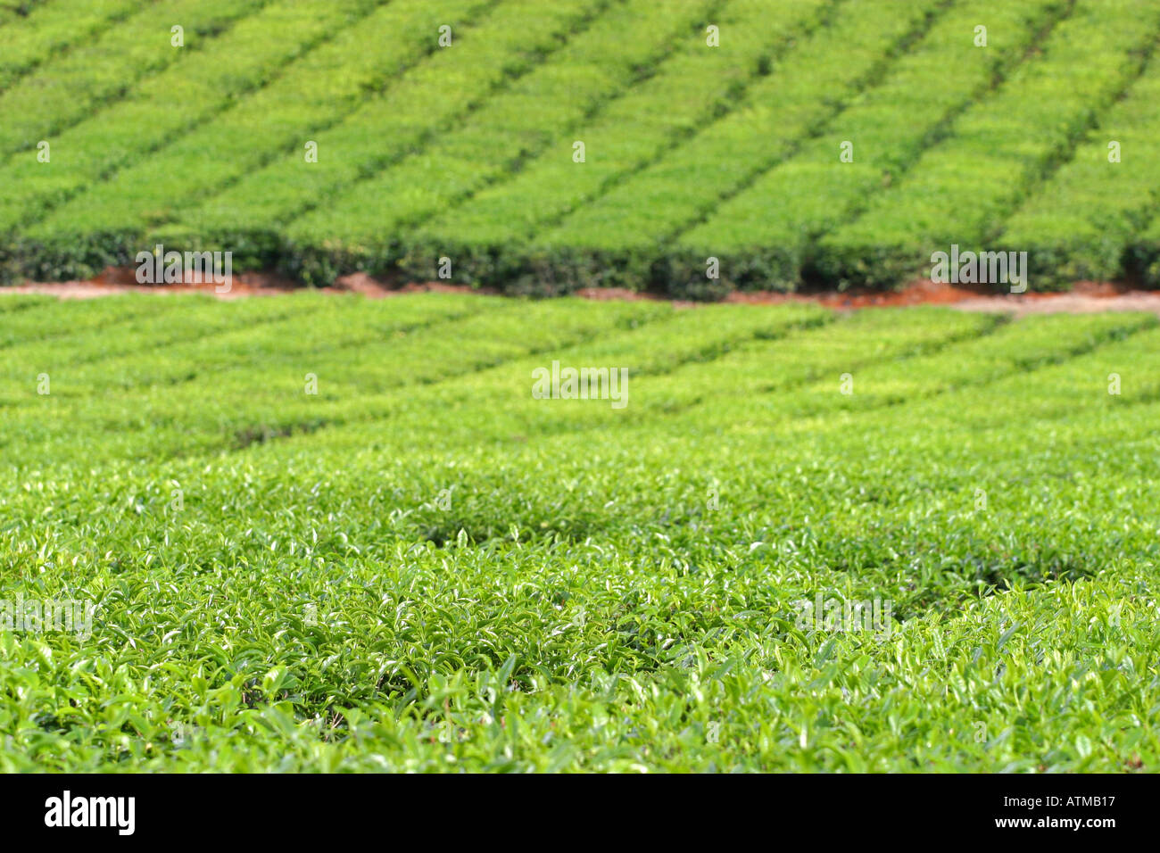 Abstract landscape of a lush green tea plantation in tropical north ...