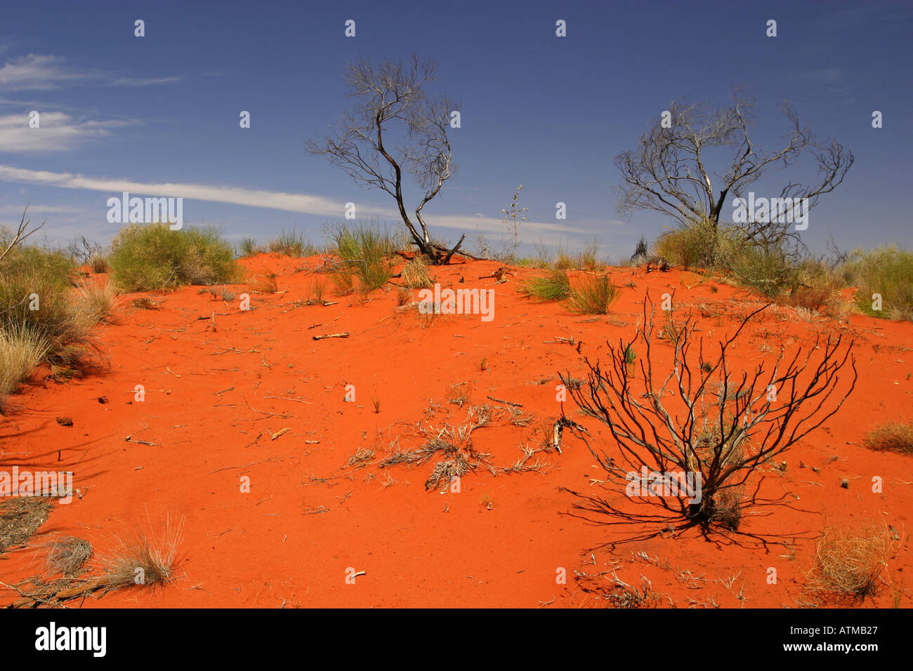 Scorched black desert trees isolated on vivid red sand in the ...