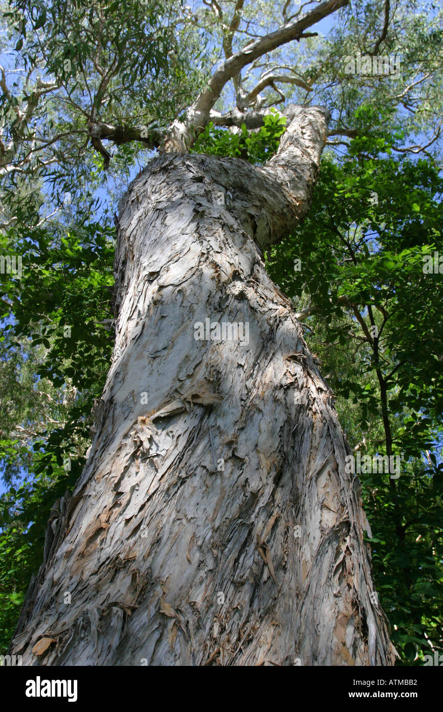 Typical Australian Eucalyptus tree with green leaves and branches ...