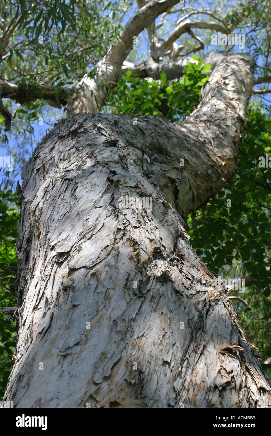 Closeup of the grey trunk of an Australian Eucalyptus tree Stock Photo ...