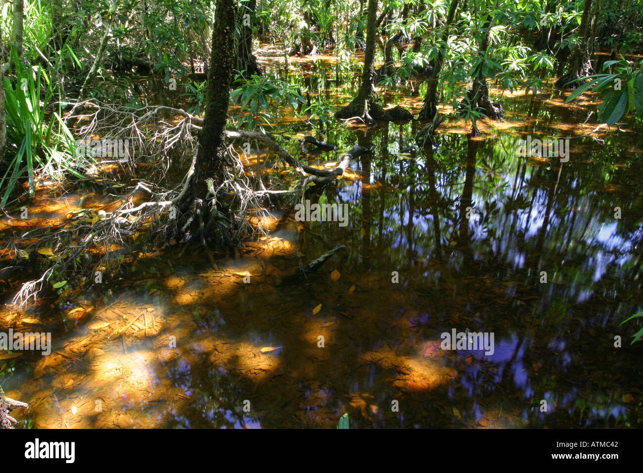 Mangrove swamp in the Daintree rainforest Cape Tribulation North ...
