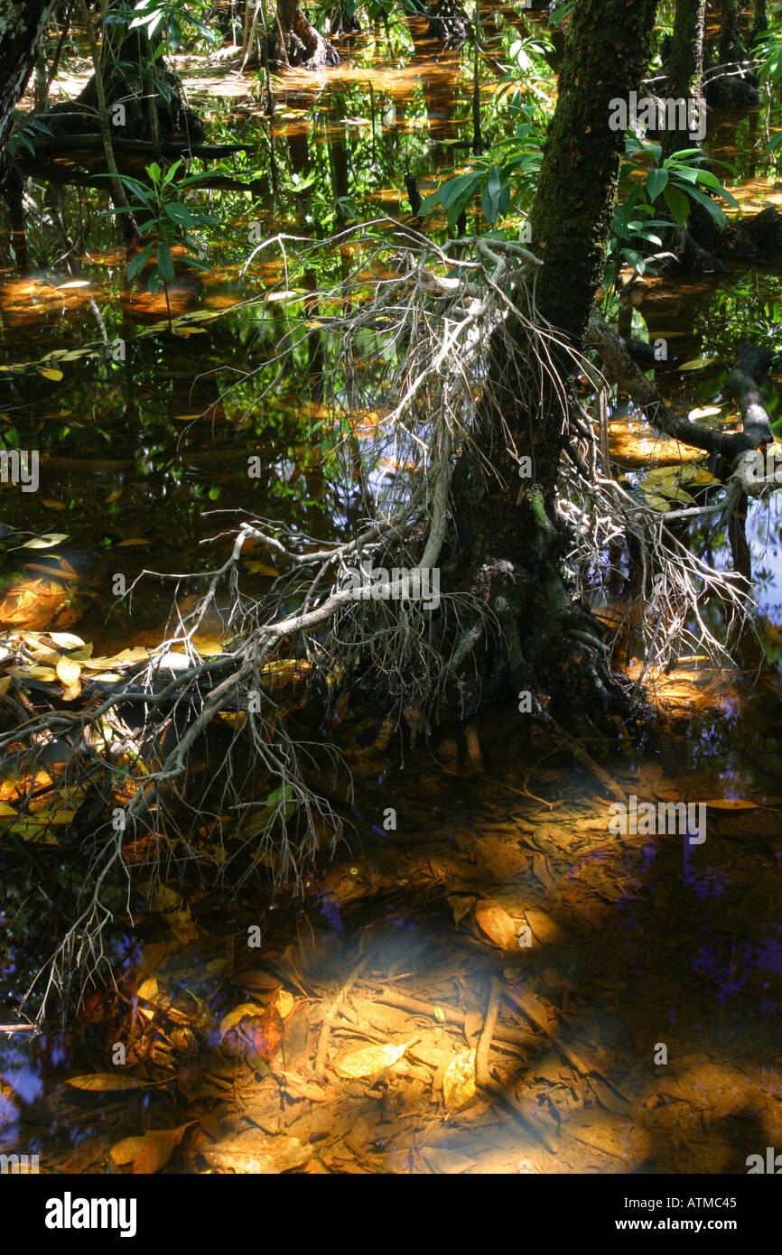 Mangrove swamp in the Daintree rainforest Cape Tribulation North ...