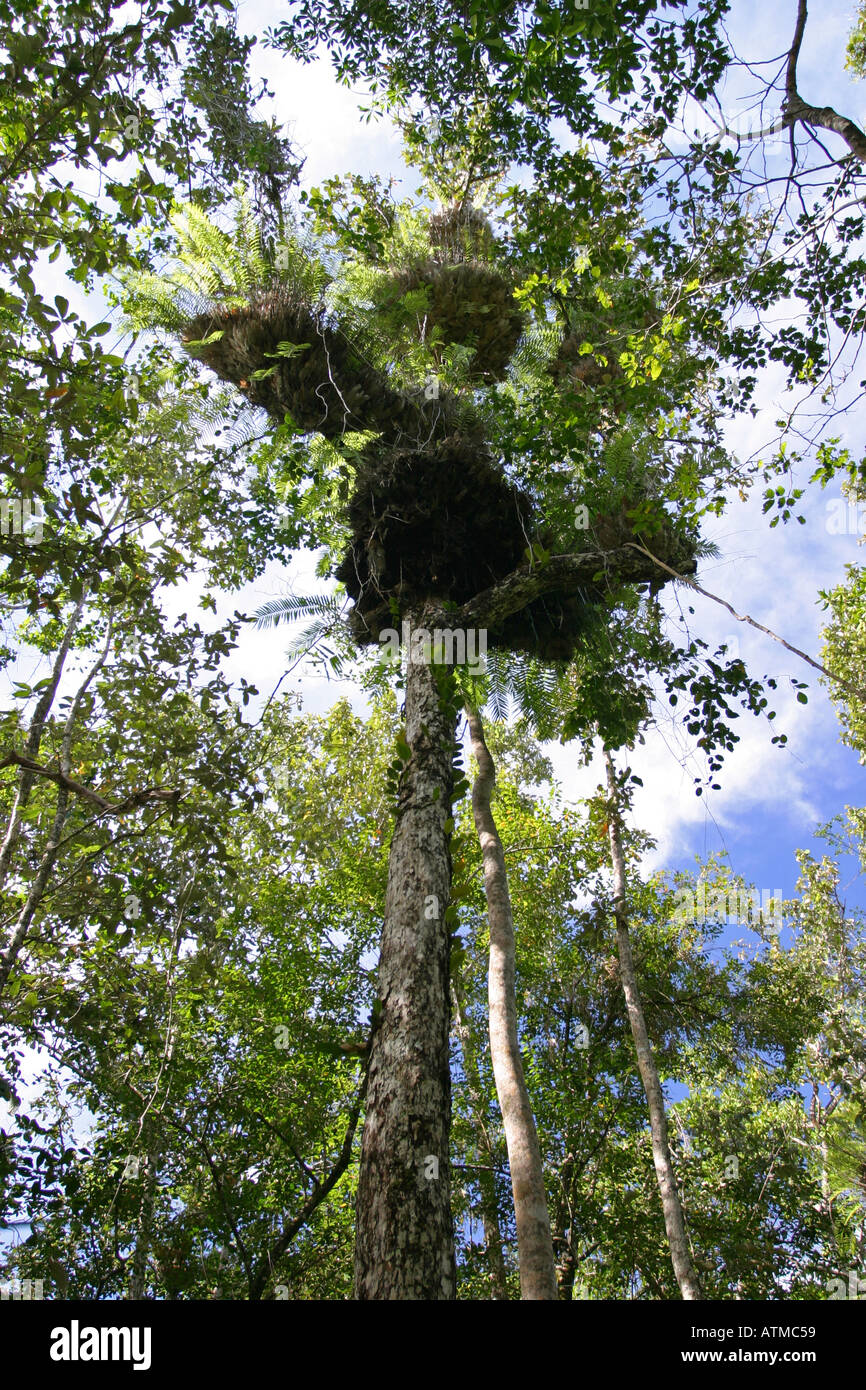 Tropical green parasitic plants grow on the trunk of a tall rainforest ...