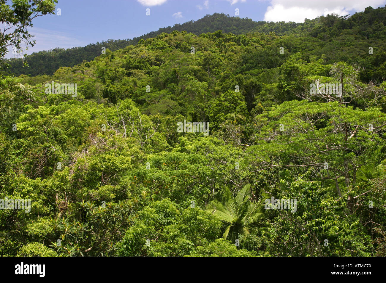 Aerial view over the canopy of the Daintree rain forest near Cape ...