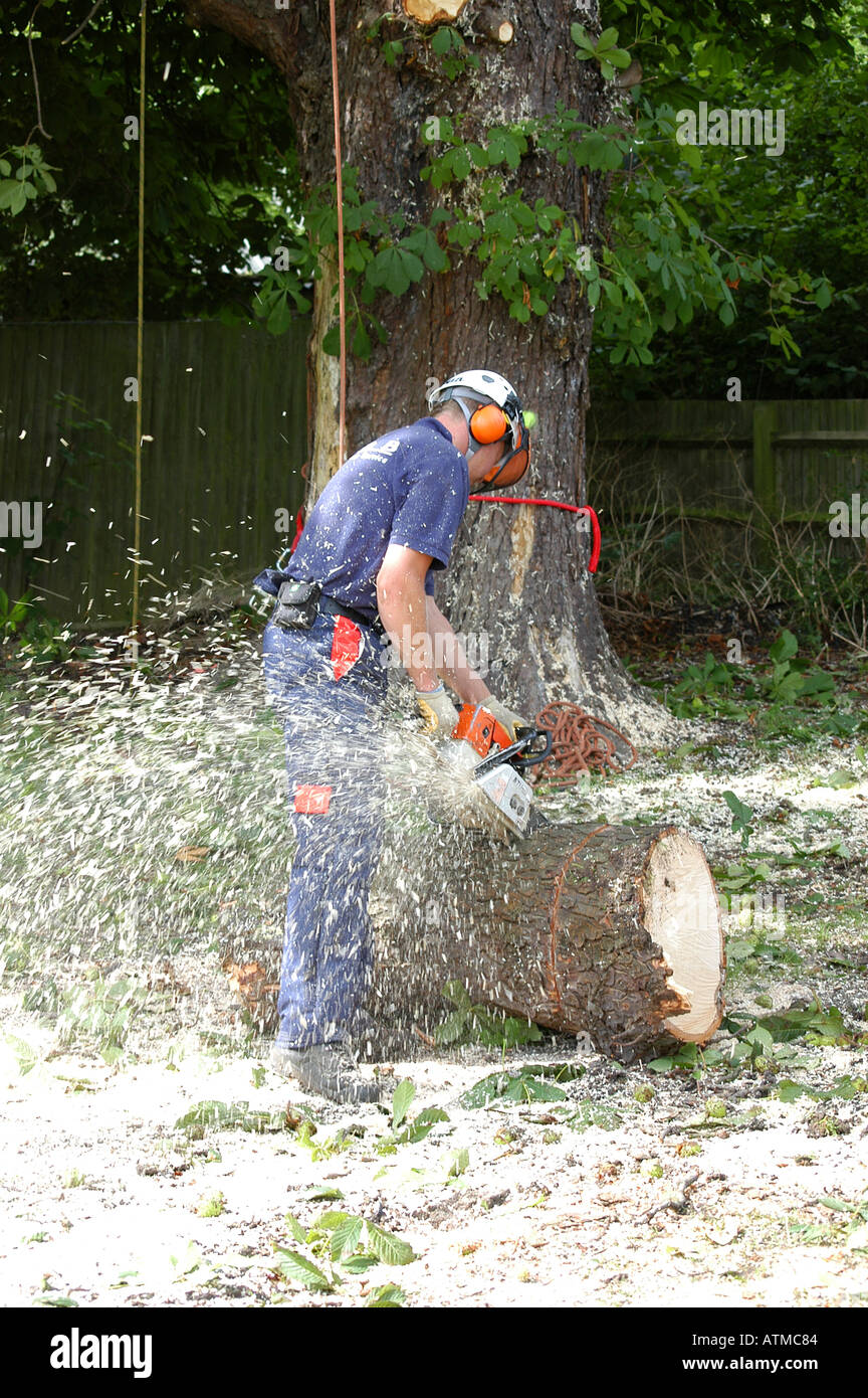 tree surgeon cutting tree stump Stock Photo - Alamy