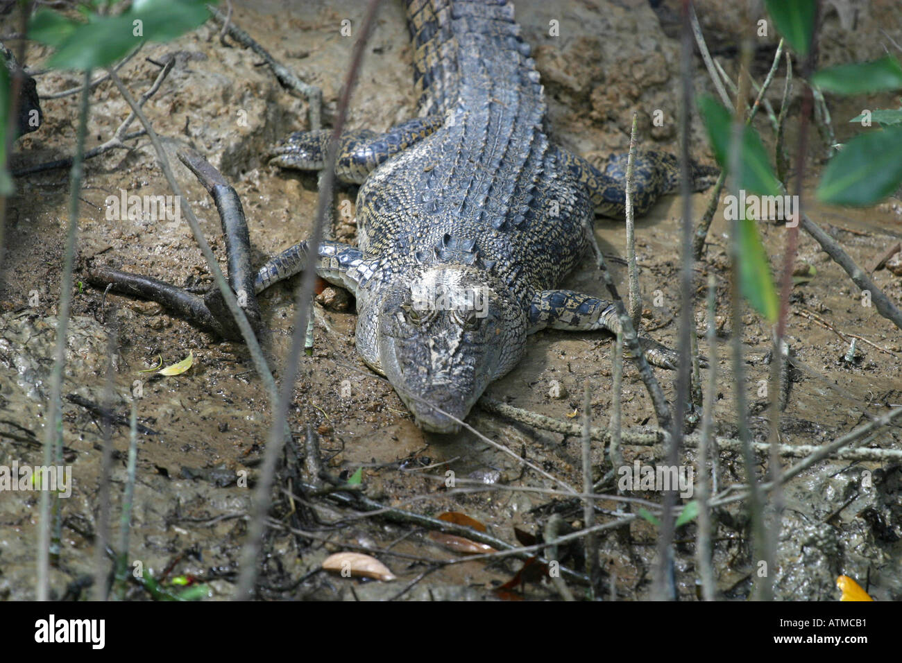 Cape tribulation crocodile hi-res stock photography and images - Alamy