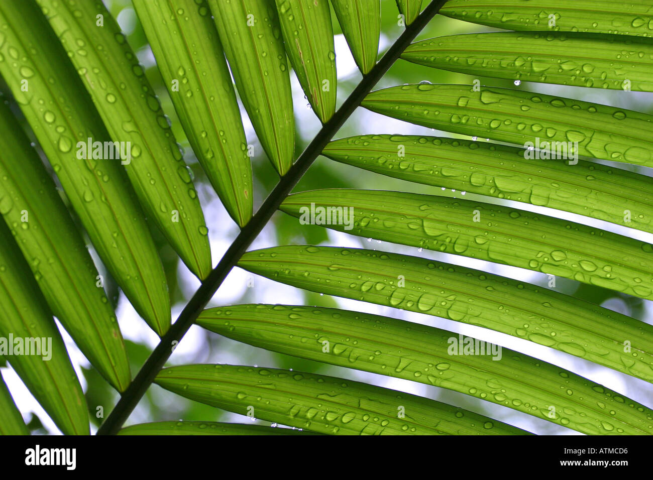 Diagonal lines of rain hi-res stock photography and images - Alamy