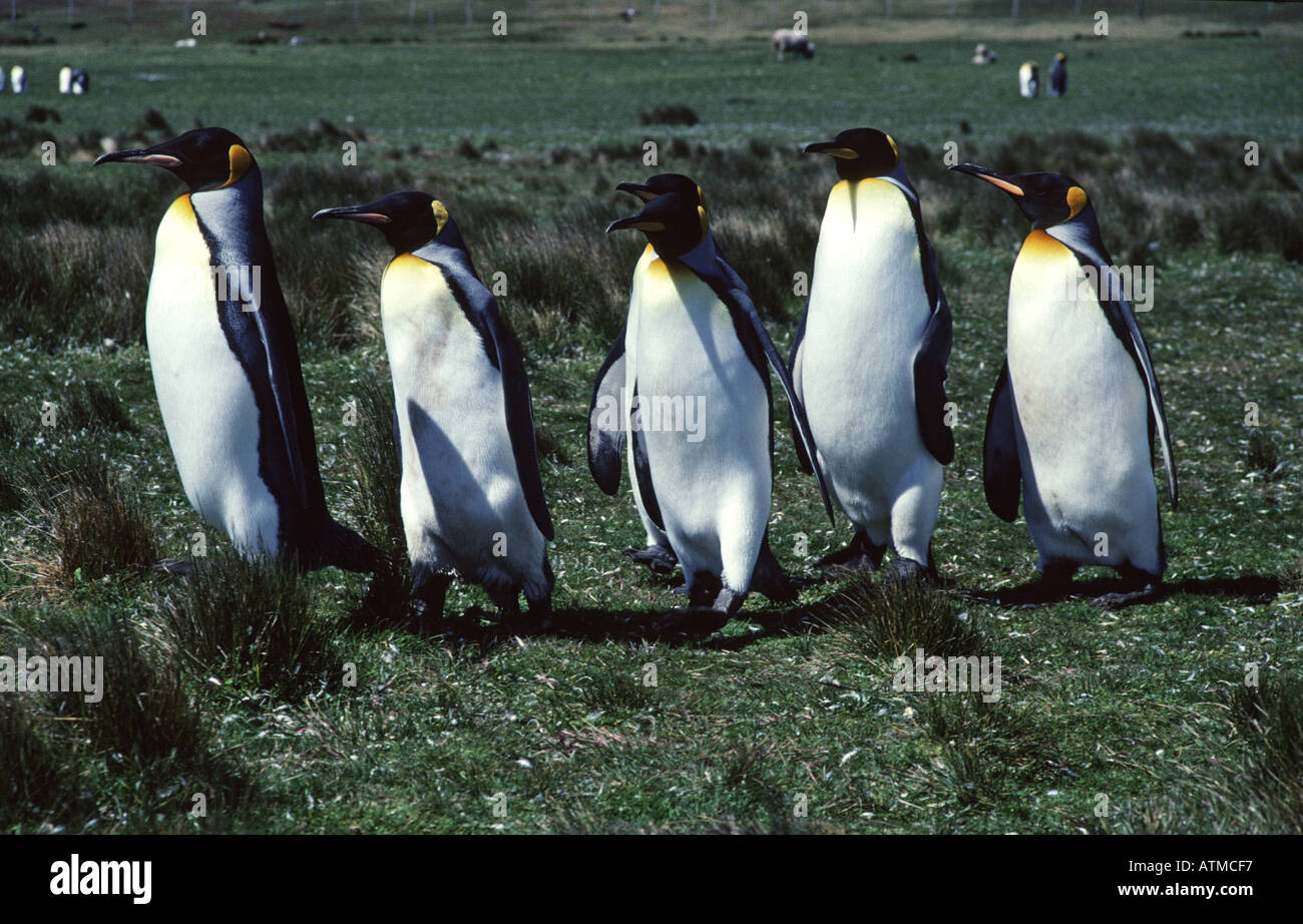 Five strut hi-res stock photography and images - Alamy