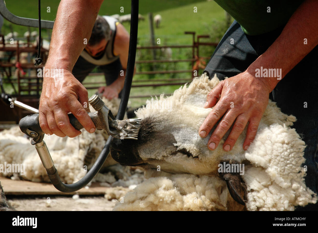 Hand sheep shearing hi-res stock photography and images - Alamy