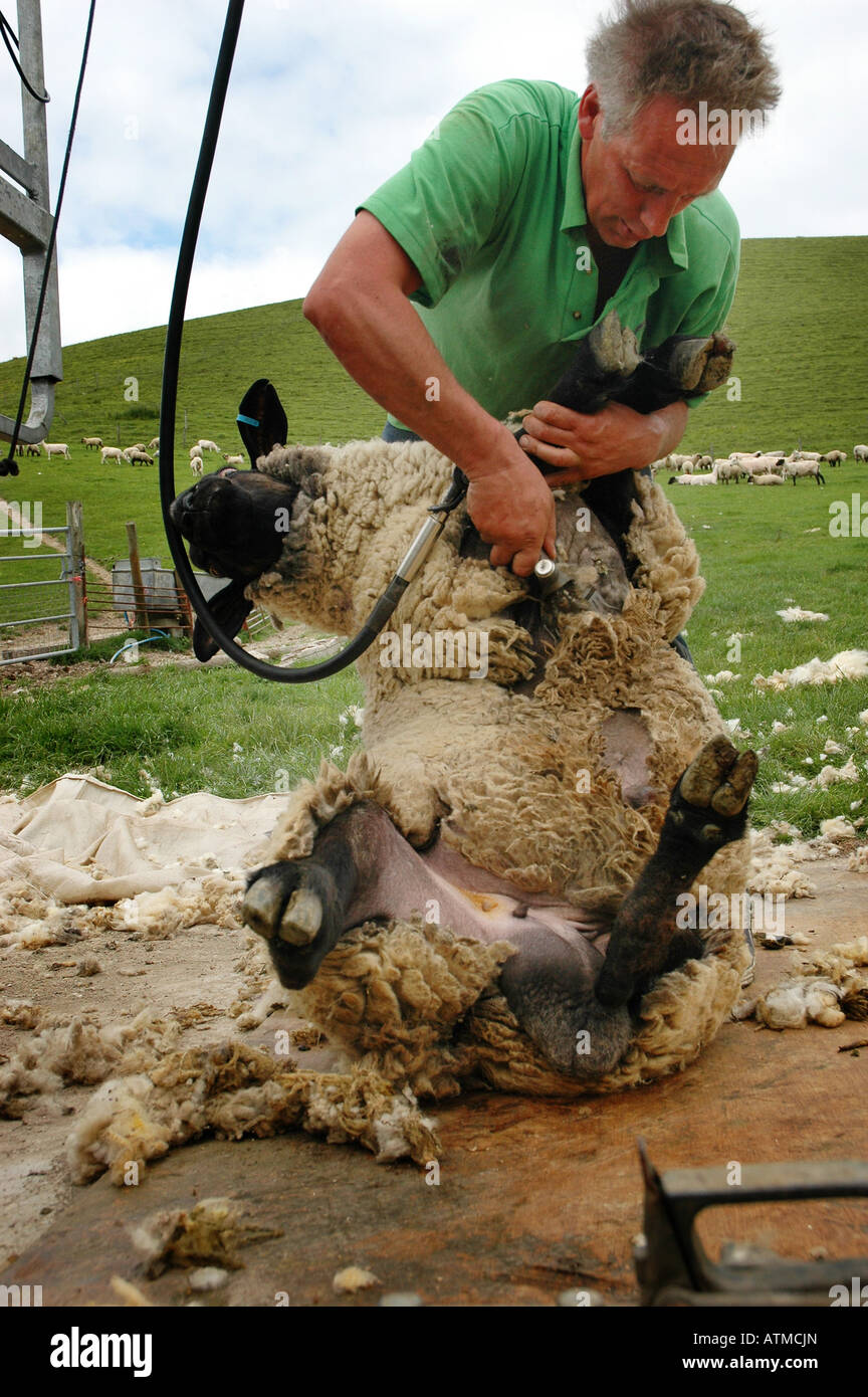 Sheep shearing uk hi-res stock photography and images - Alamy