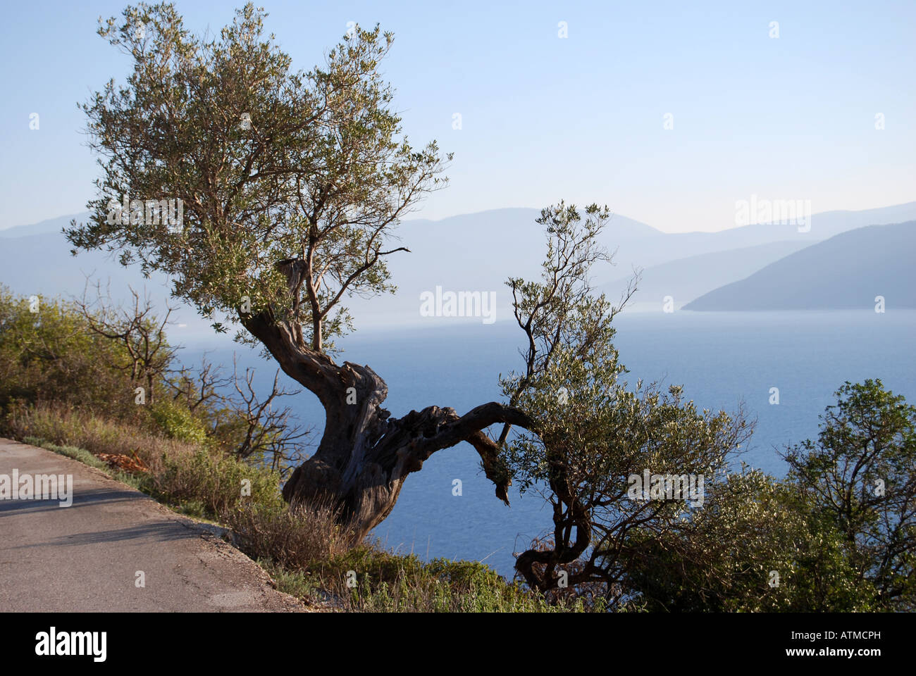 Greece olive tree hi-res stock photography and images - Alamy