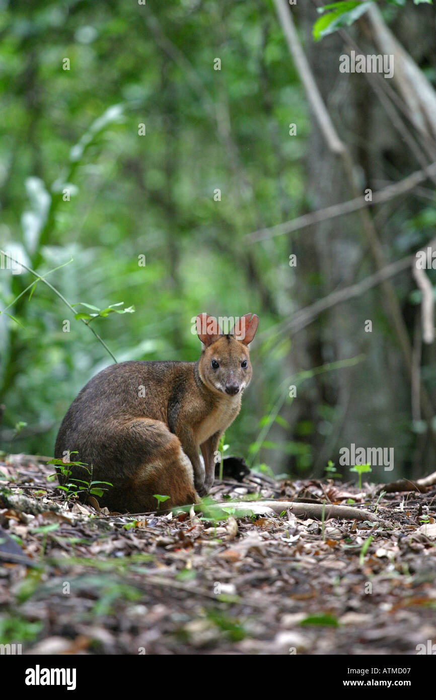 Rain forest animal icon hi-res stock photography and images - Alamy