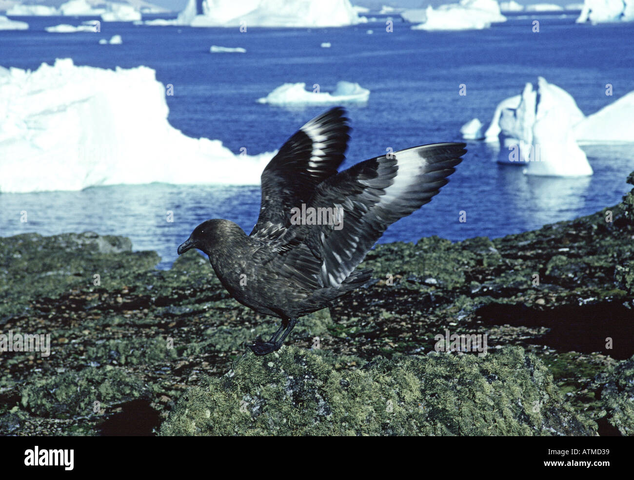 Signy island hi-res stock photography and images - Alamy