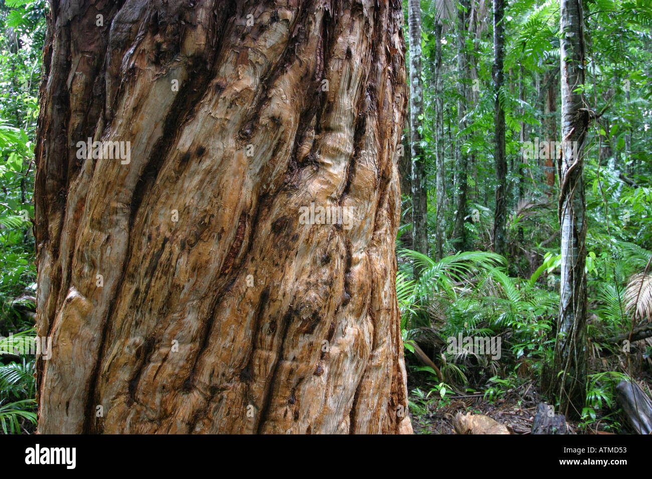 Native Australian wet tropics plants can be seen on this boardwalk in ...