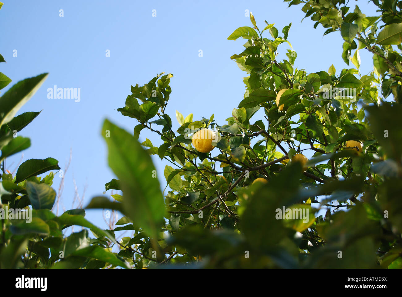 Lemon Tree, Ithaca, Greece Stock Photo - Alamy