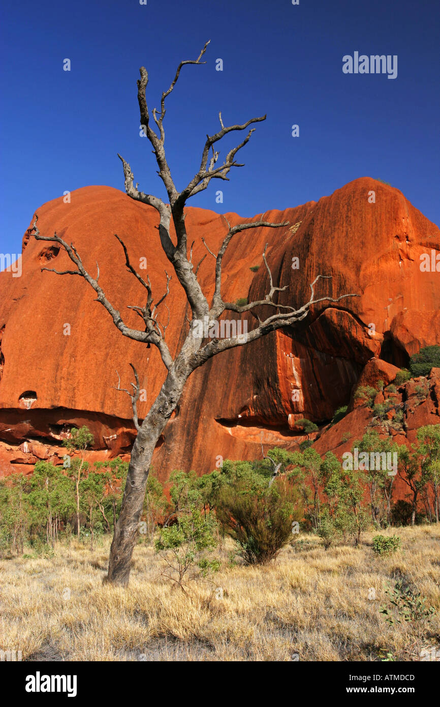 Abstract lone desert tree stands near famous Australian tourist ...