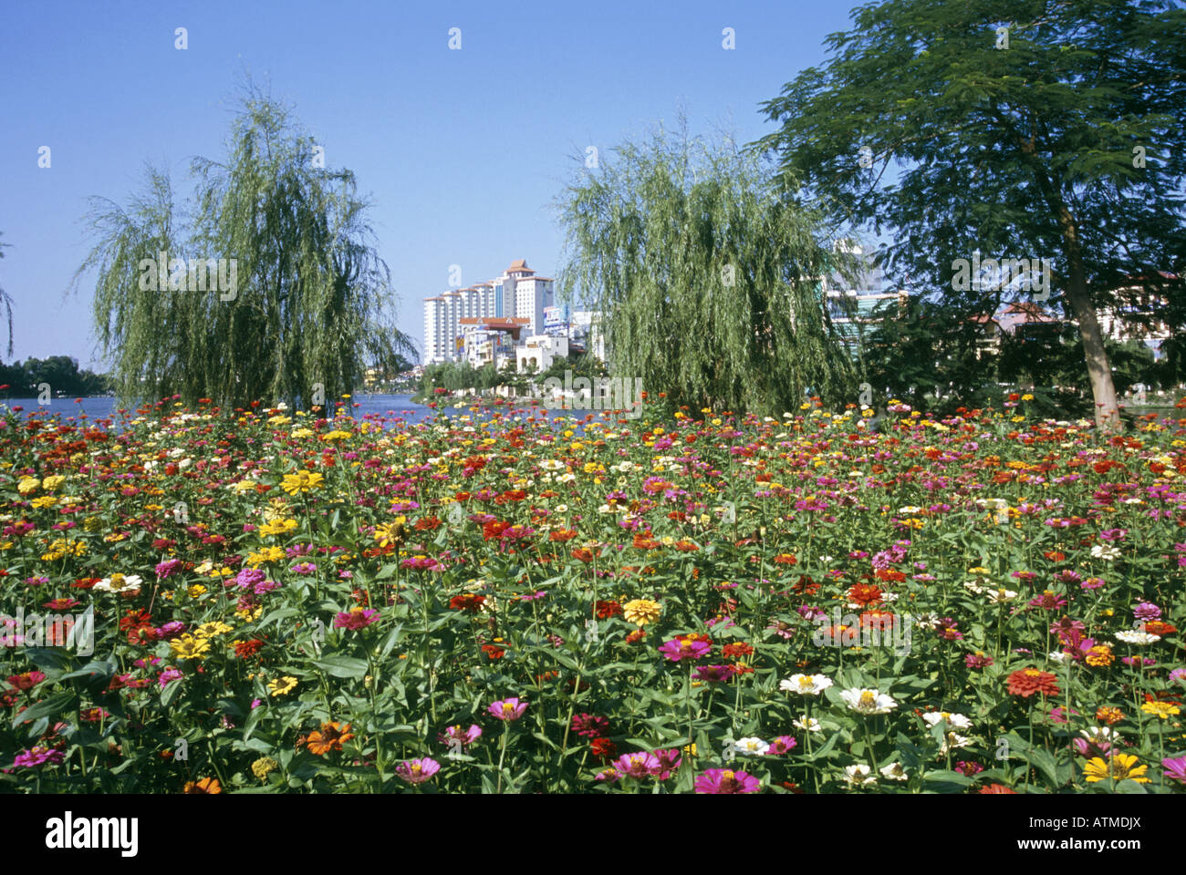 Lake Modern buildings Willow trees Brightly coloured flowers in park ...