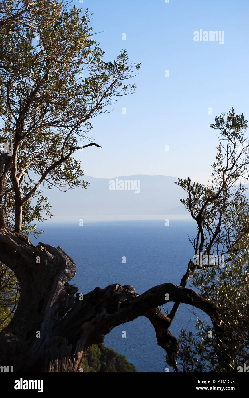 Greece olive tree hi-res stock photography and images - Alamy