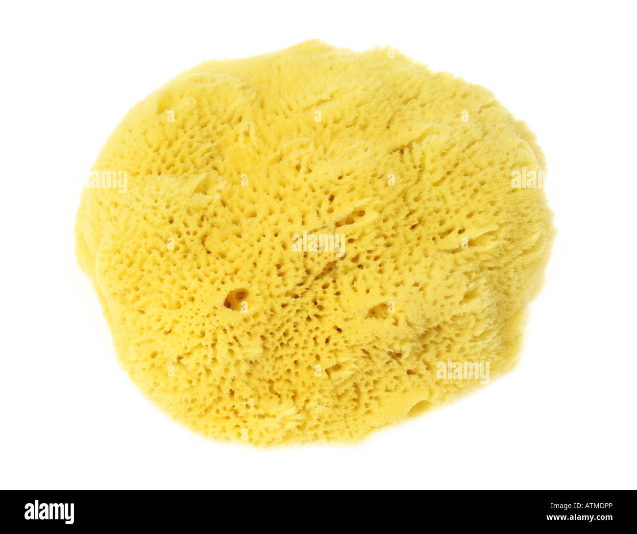 Sponge porous organic hi-res stock photography and images - Alamy