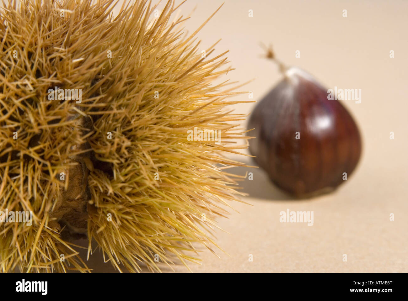 Spiny husk hi-res stock photography and images - Alamy
