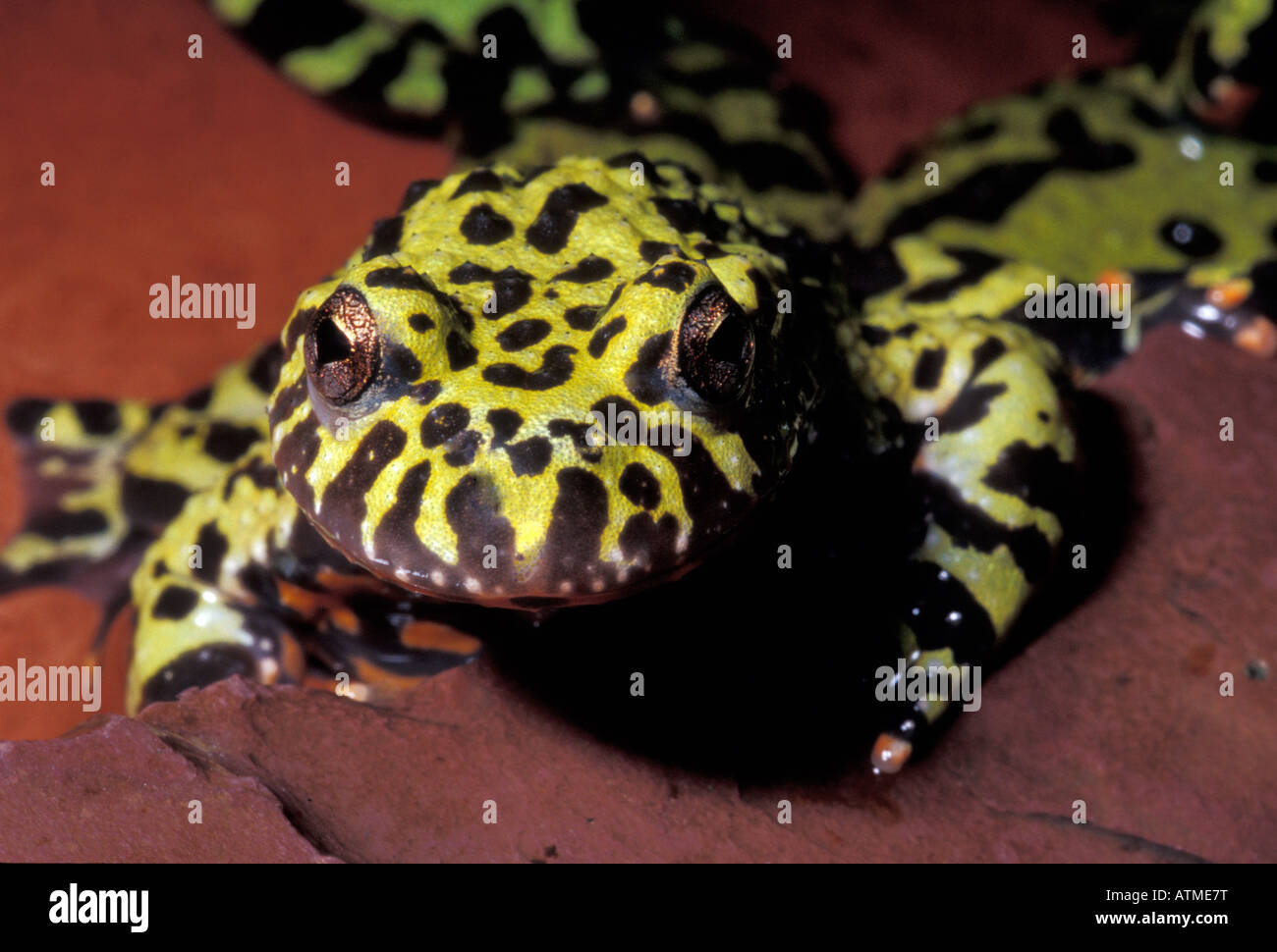 Bombina orientalis, Fire Bellied Toad, Asian Stock Photo - Alamy