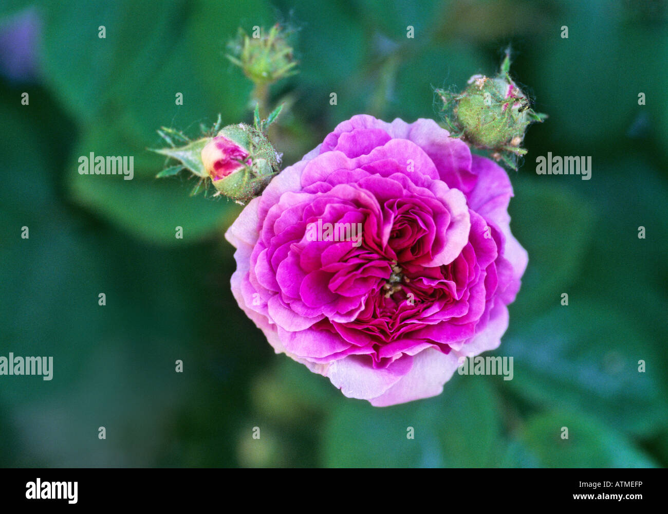 Rosa gallica officinalis - pink rose Stock Photo - Alamy
