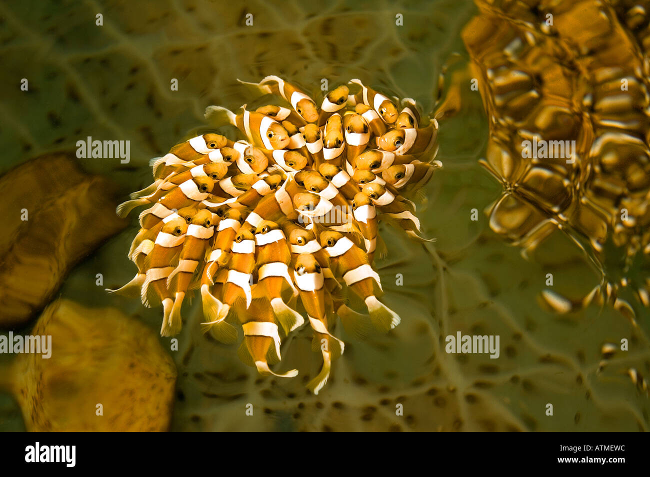 Clark anemonefish, Amphiprion clarkii, juveniles displaying unique ...