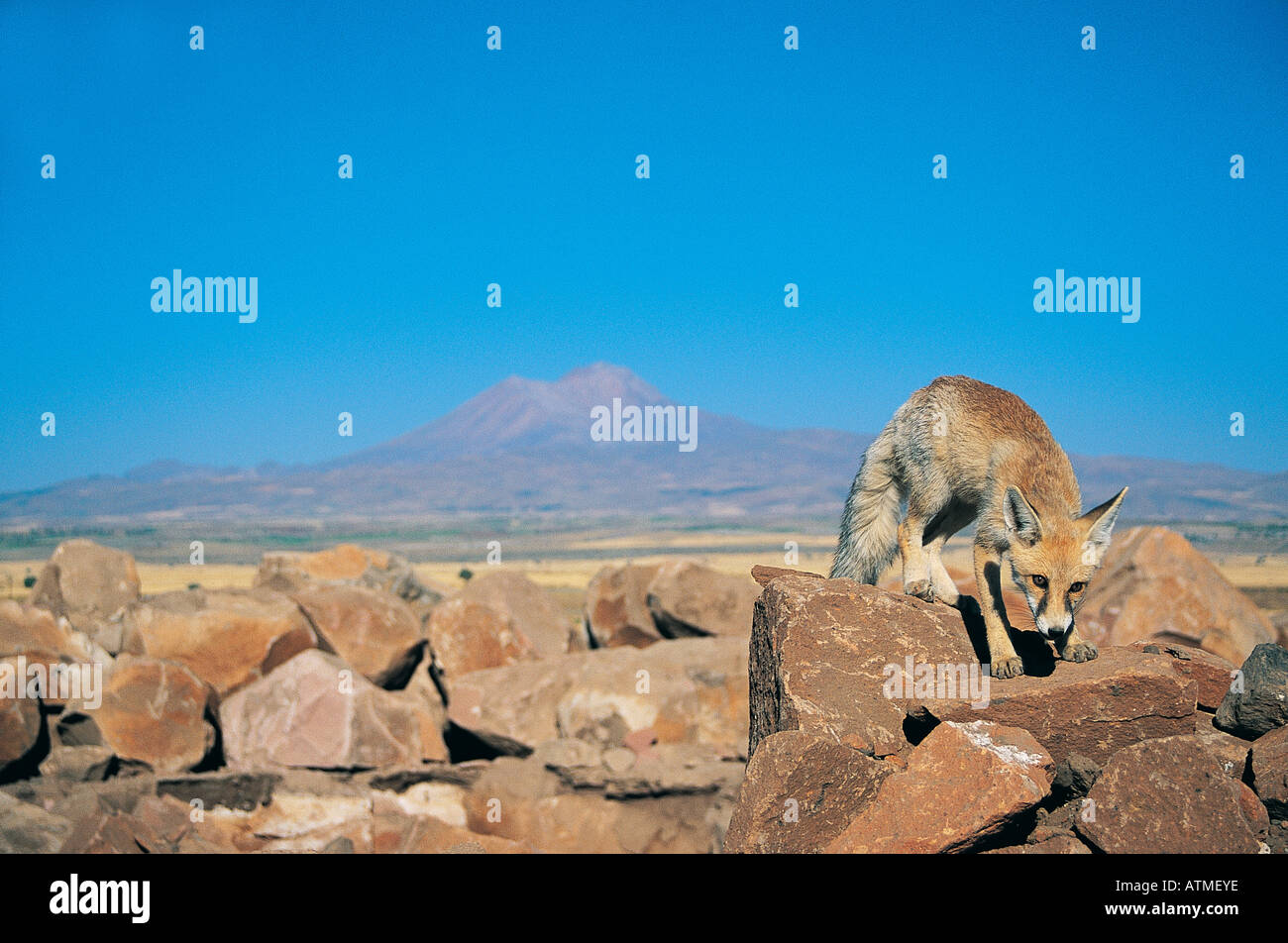 Fox Turkey High Resolution Stock Photography and Images - Alamy