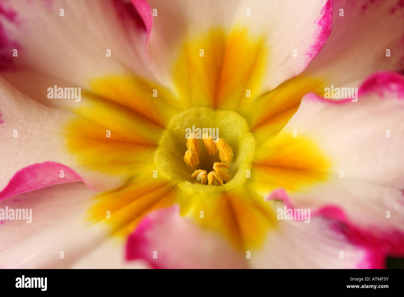 Primrose close up Primula veris Stock Photo - Alamy