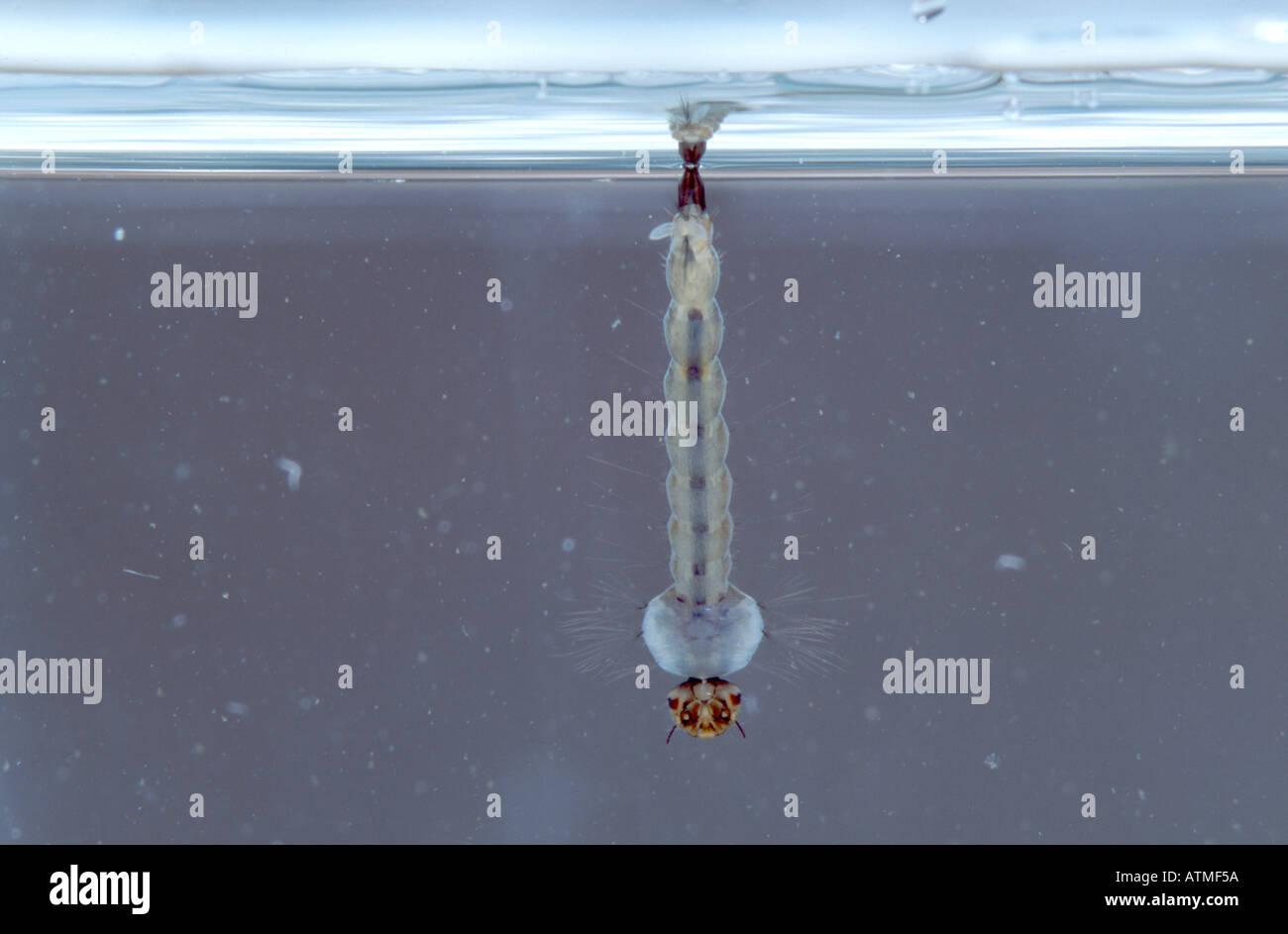Aquatic mosquito larva at water surface Stock Photo - Alamy