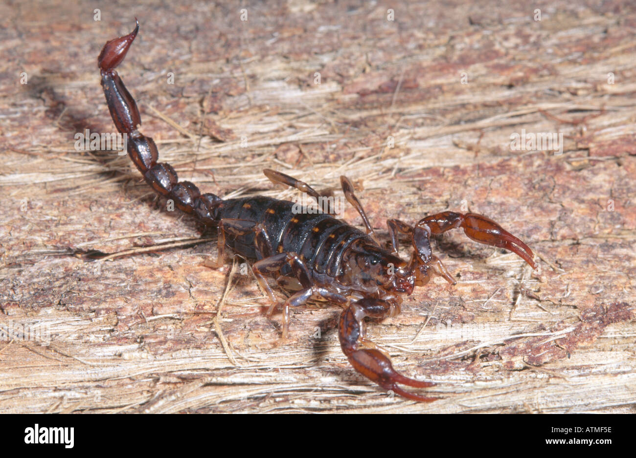 Scorpionida hi-res stock photography and images - Alamy